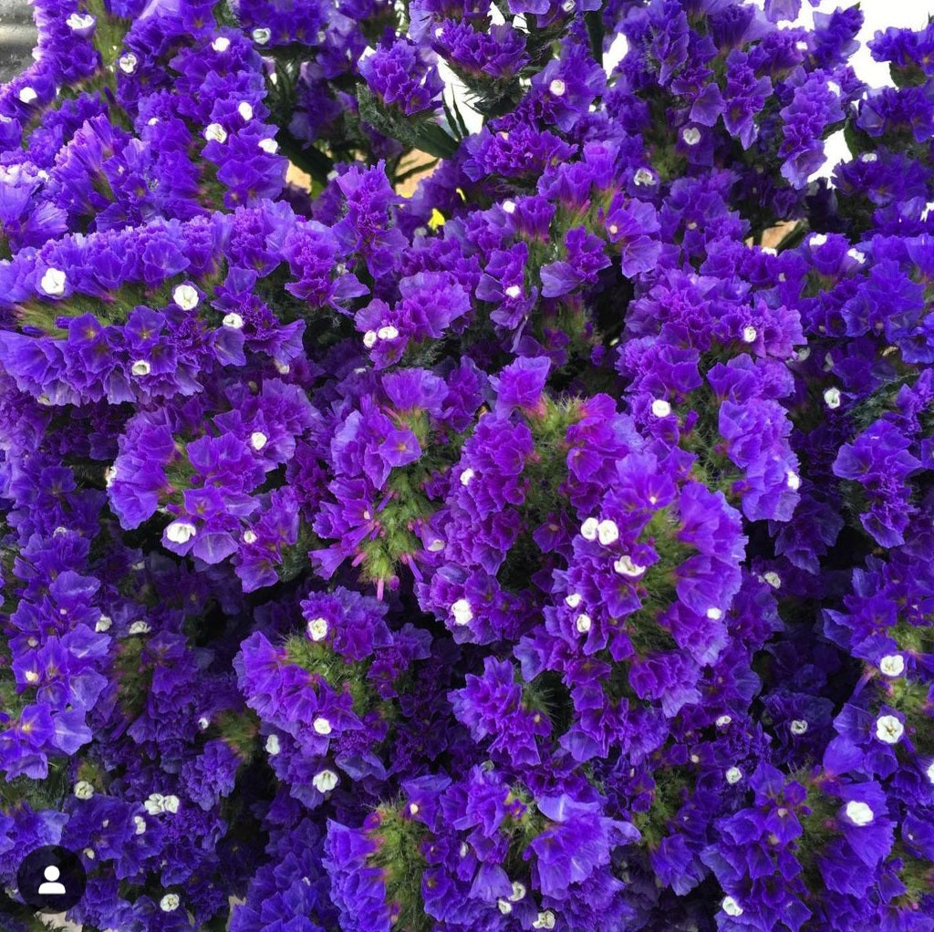 Statice 'Blue' – Susie Ripley Gardening