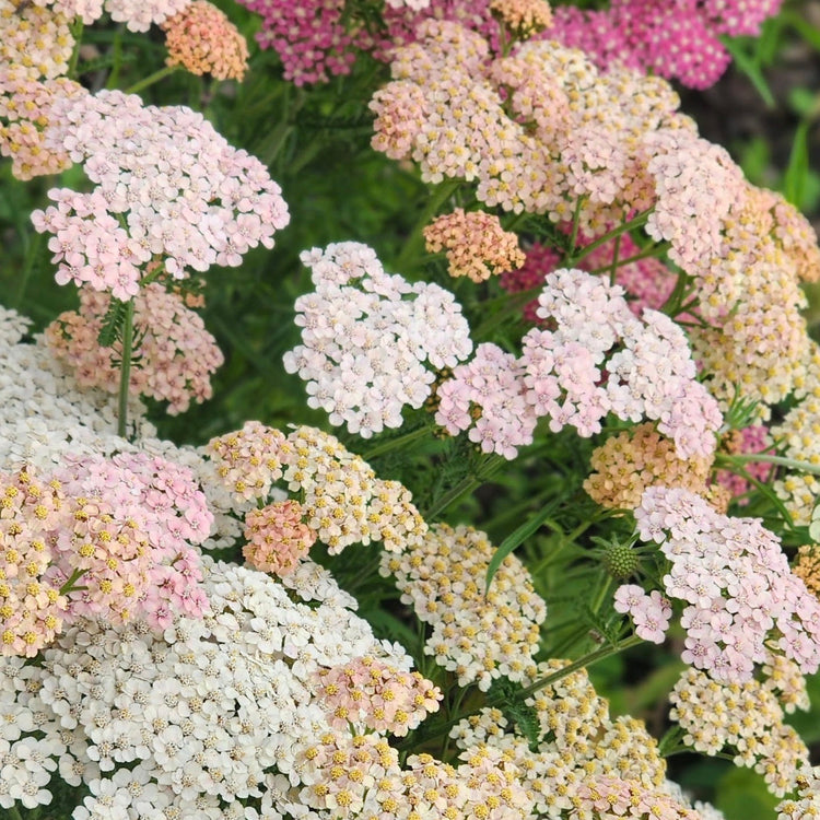 Susie Ripley Gardening - Flower Seed Supplier NZ