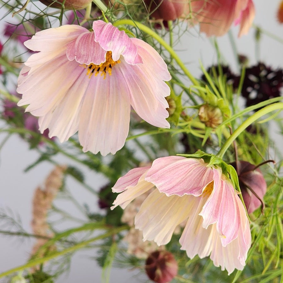 COREOPSIS, CORNFLOWER, COSMOS, CYNOGLOSSUM – Susie Ripley Gardening