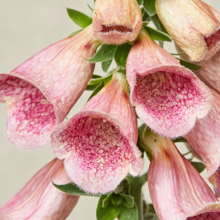 Susie Ripley Gardening - Flower Seed Supplier NZ