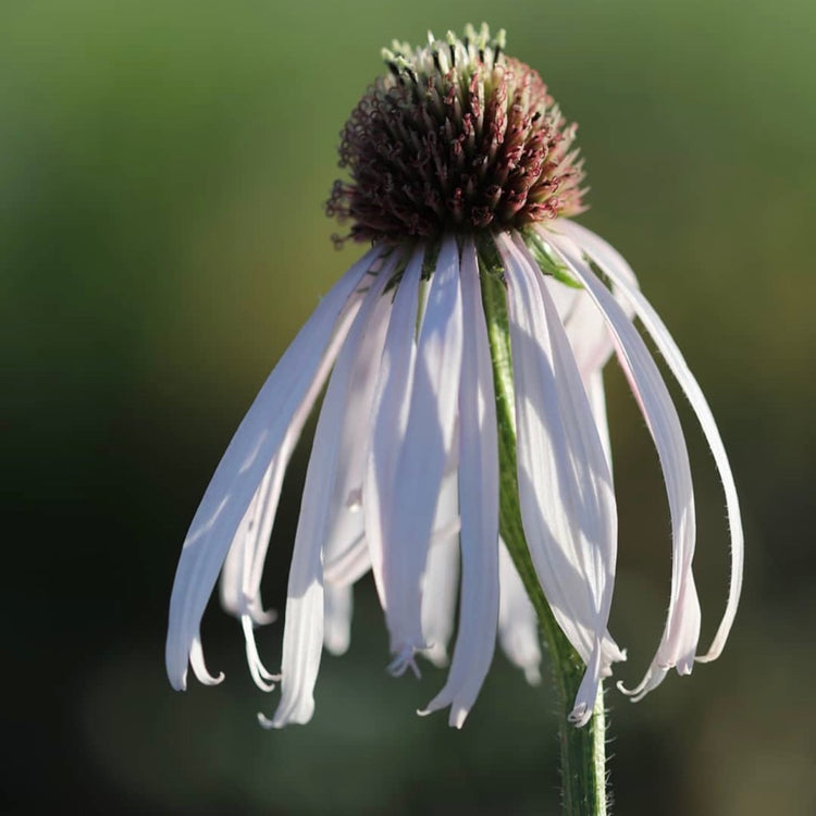 Susie Ripley Gardening - Flower Seed Supplier NZ
