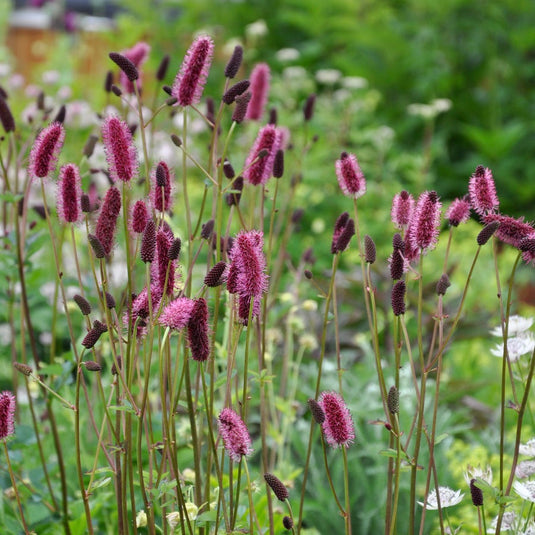 Susie Ripley Gardening - Flower Seed Supplier NZ