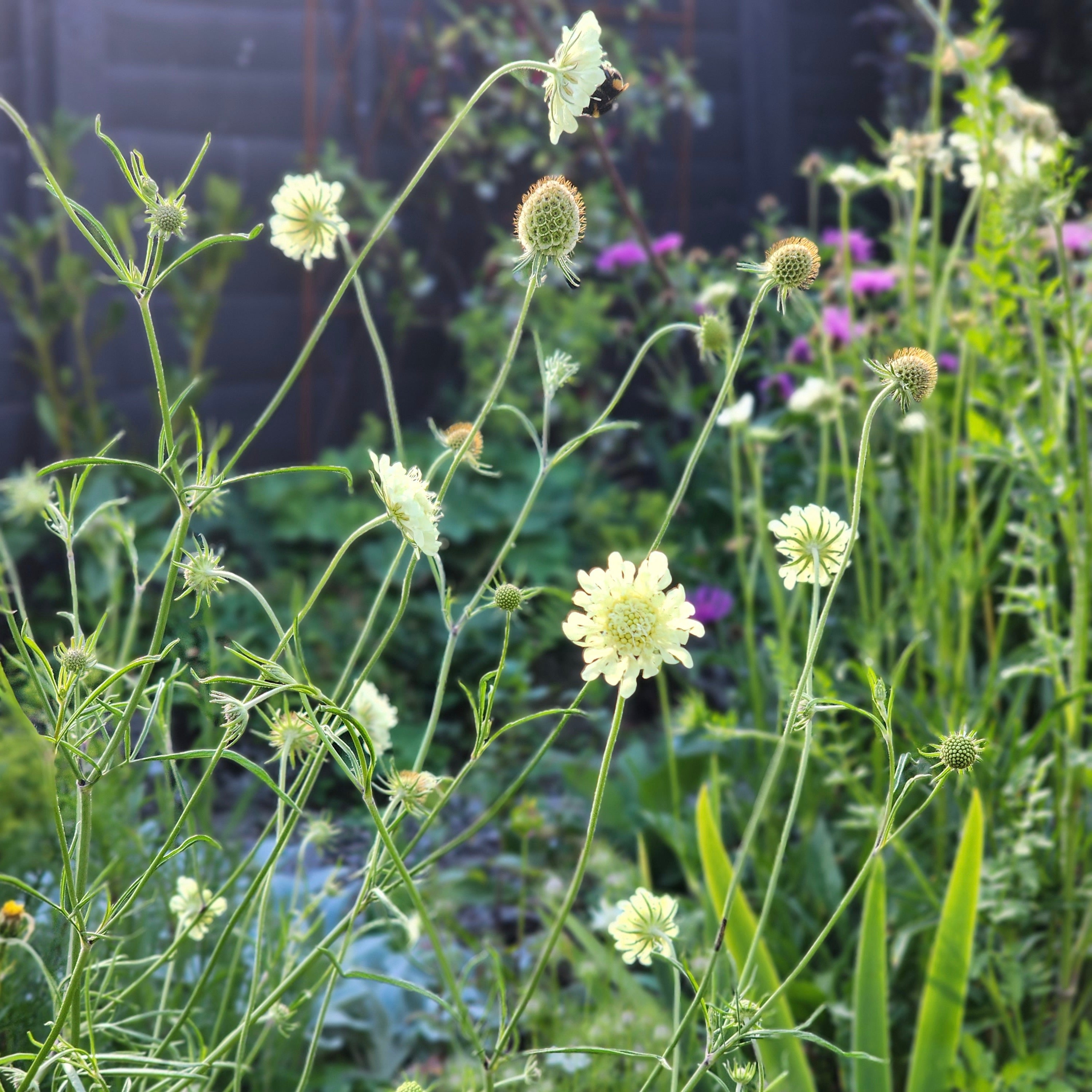 PERENNIAL FLOWER SEEDS Faigan X Ripley – Susie Ripley Gardening