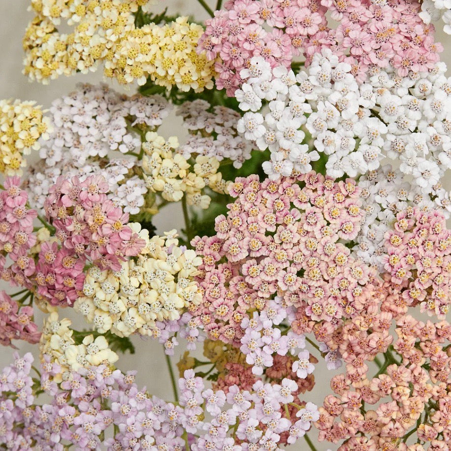 FIRST YEAR FLOWERING PERENNIALS – Susie Ripley Gardening