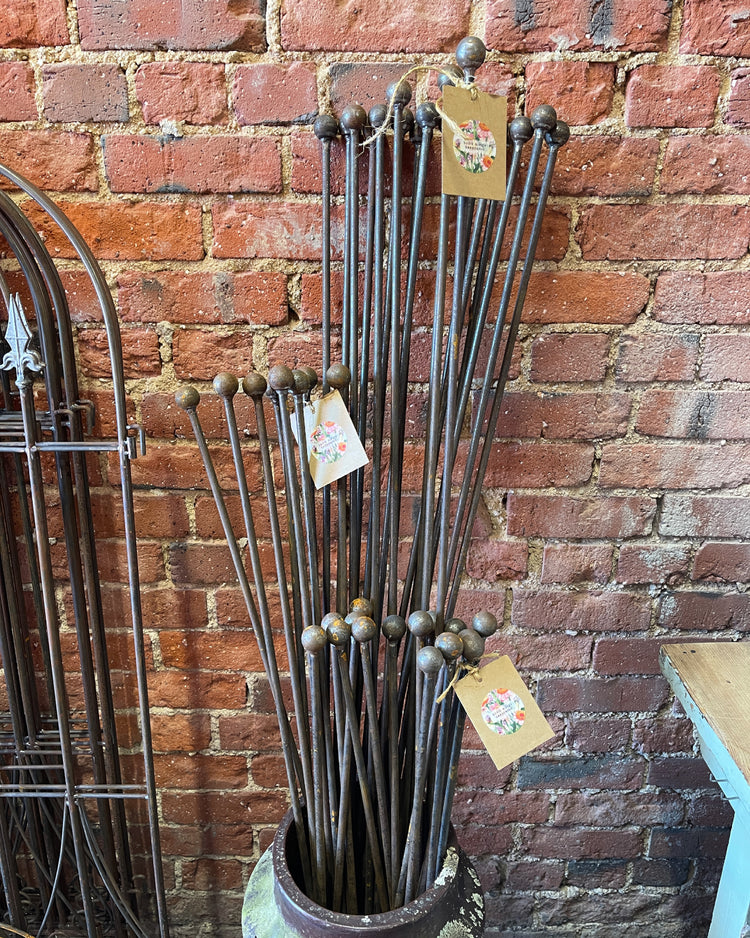 Susie Ripley Gardening - Flower Seed Supplier NZ