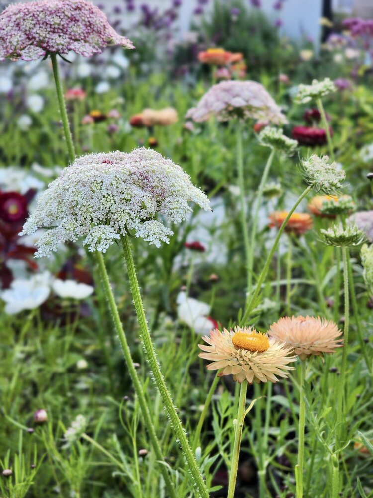Meadow of annuals – Susie Ripley Gardening