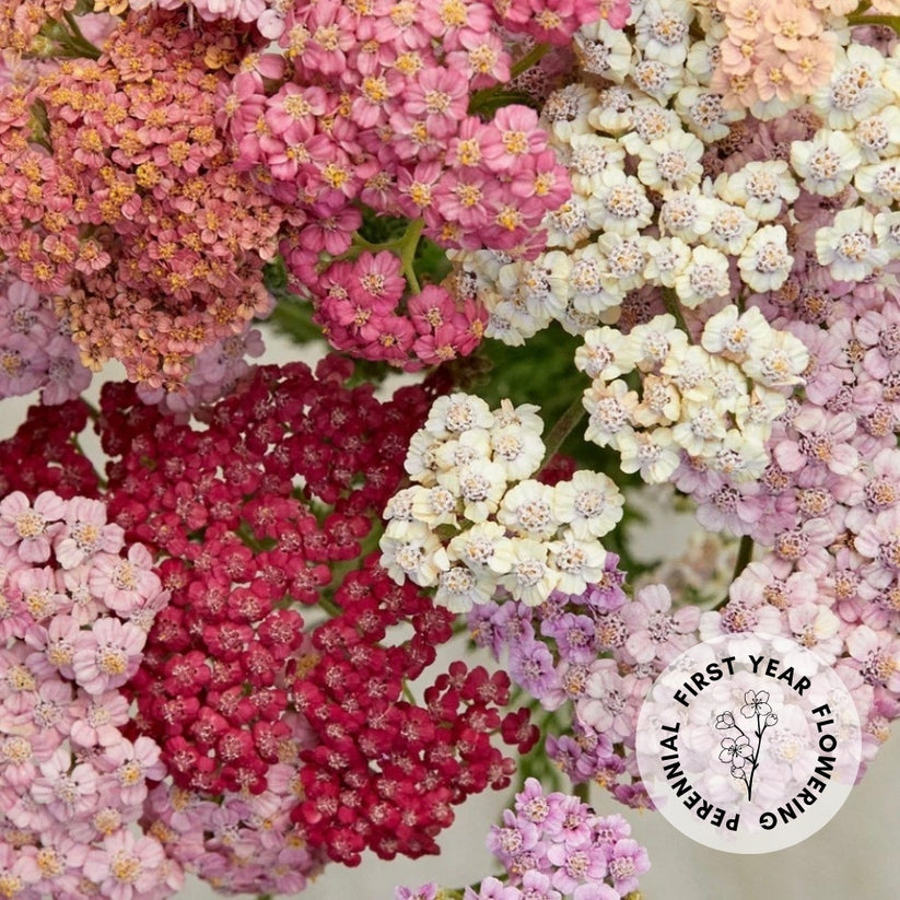 Achillea 'Summer Berries' – Susie Ripley Gardening