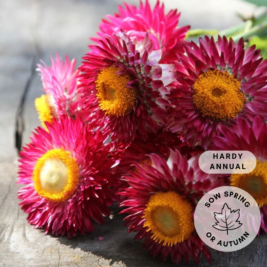 Strawflower 'Bright Rose' – Susie Ripley Gardening