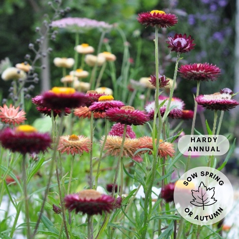 Strawflower 'Susie's Mix' – Susie Ripley Gardening