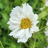 Susie Ripley Gardening - Flower Seed Supplier NZ