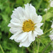 Susie Ripley Gardening - Flower Seed Supplier NZ