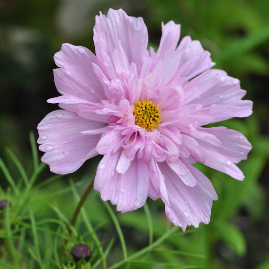 Cosmos 'Double Click Rose Bon Bon' – Susie Ripley Gardening