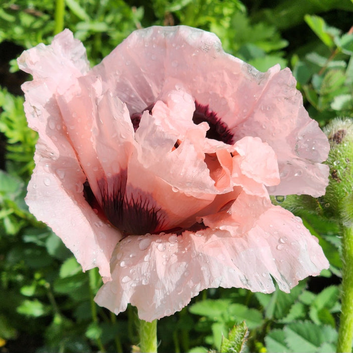 Poppy 'Coral Reef' – Susie Ripley Gardening