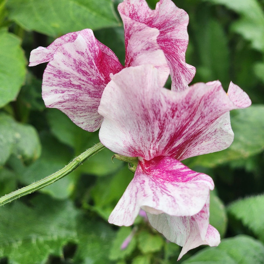 Susie Ripley Gardening - Flower Seed Supplier NZ