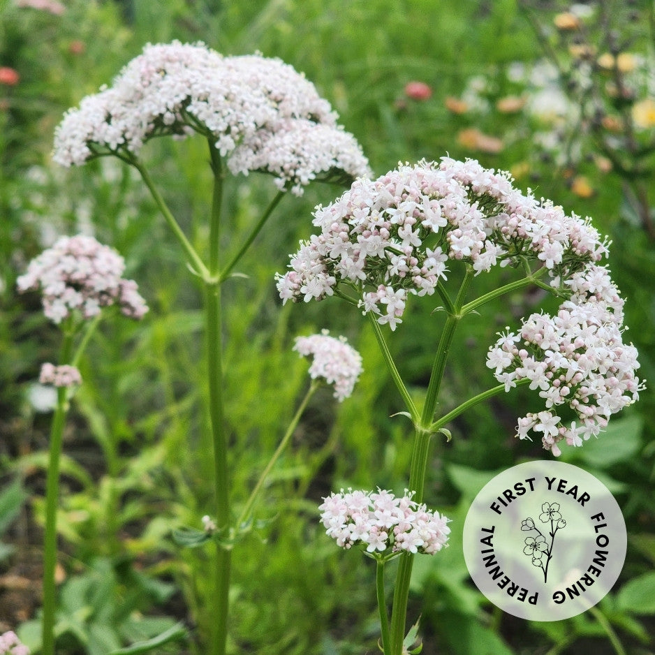 Valeriana officinalis – Susie Ripley Gardening