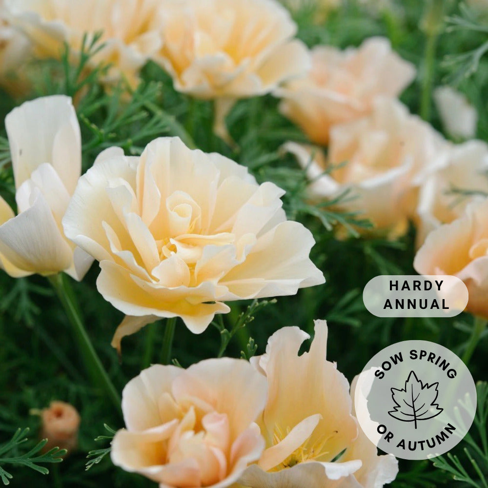 Poppy 'Thai Silk Pink Champagne' – Susie Ripley Gardening