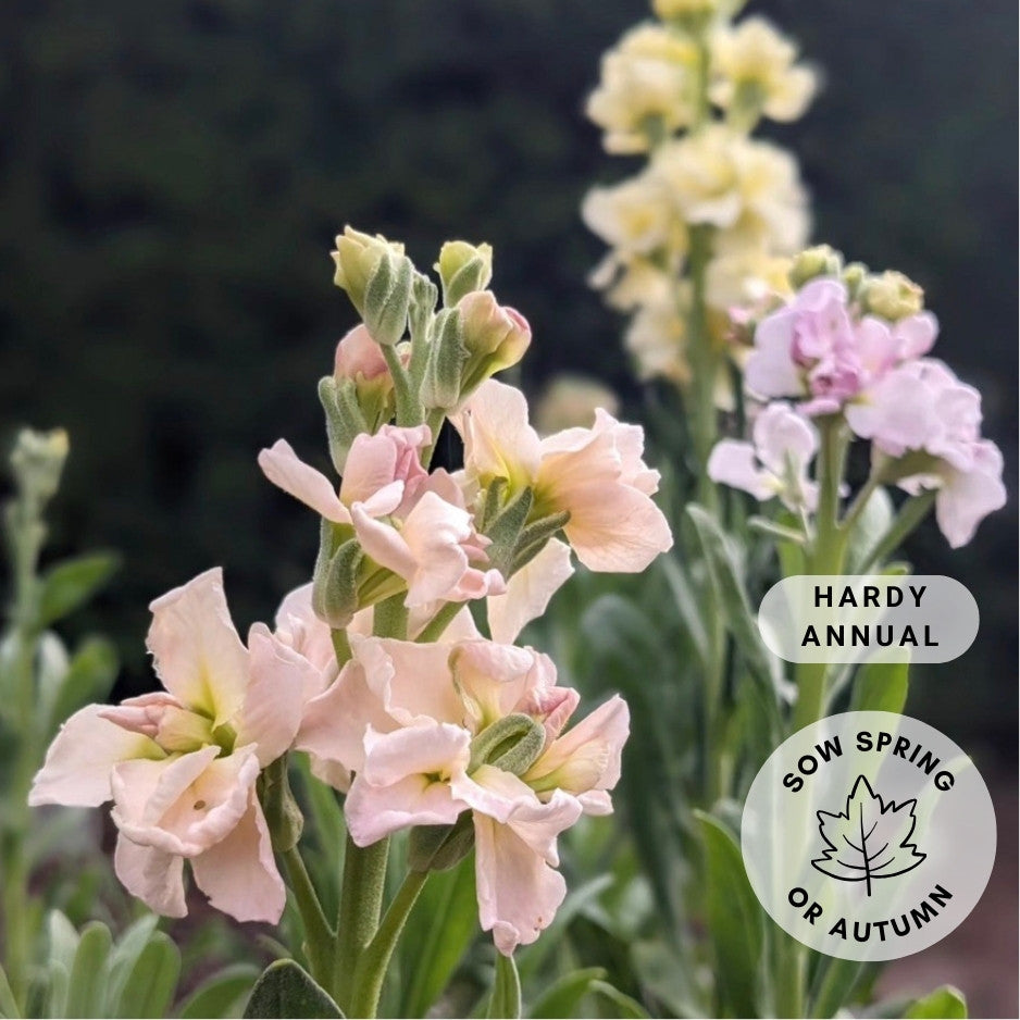 Stock 'Iron Pastel Mix’ – Susie Ripley Gardening