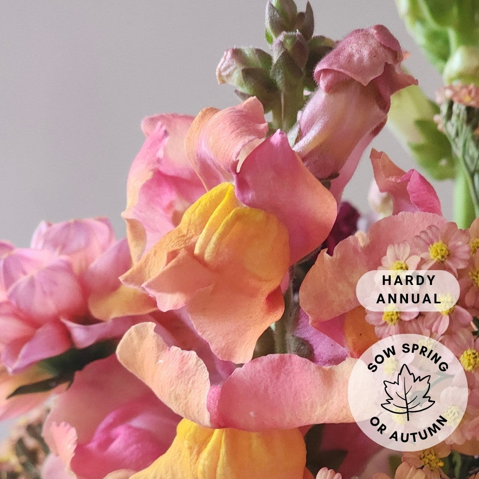 Snapdragon 'Opus Early Bronze' – Susie Ripley Gardening