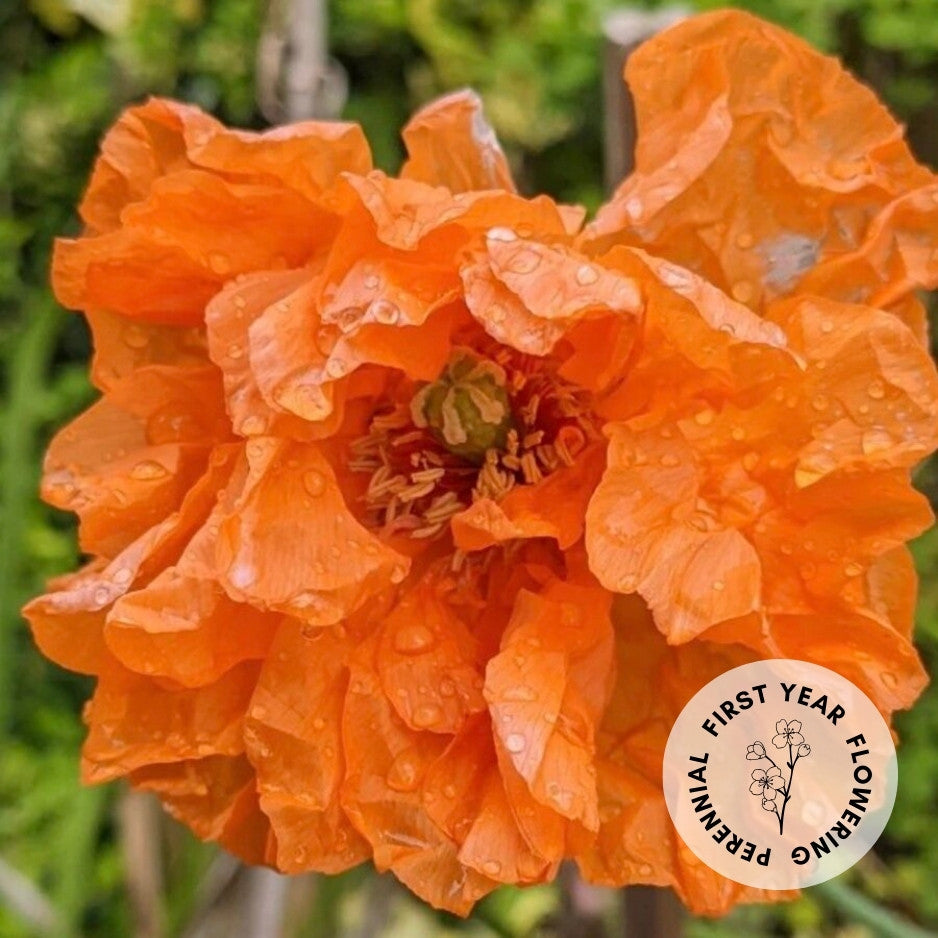 PERENNIAL FLOWER SEEDS – Susie Ripley Gardening