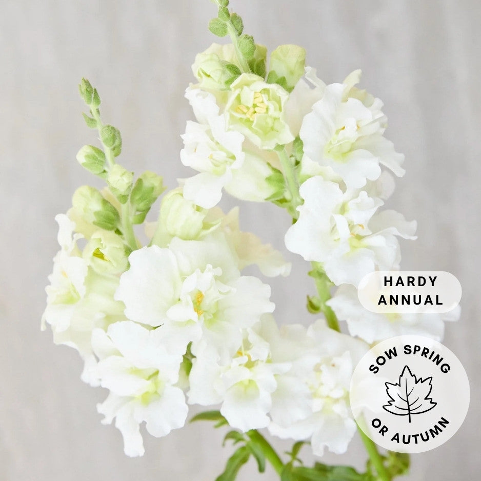 Snapdragon 'Madame Butterfly Ivory' – Susie Ripley Gardening