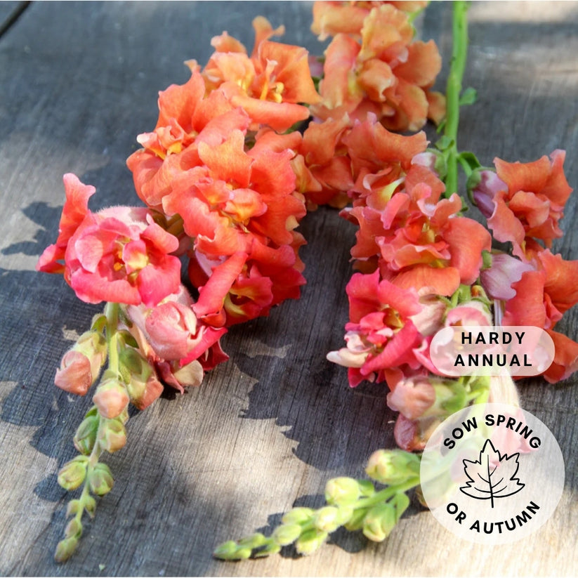 Snapdragon 'Madame Butterfly Cherry Bronze’ – Susie Ripley Gardening
