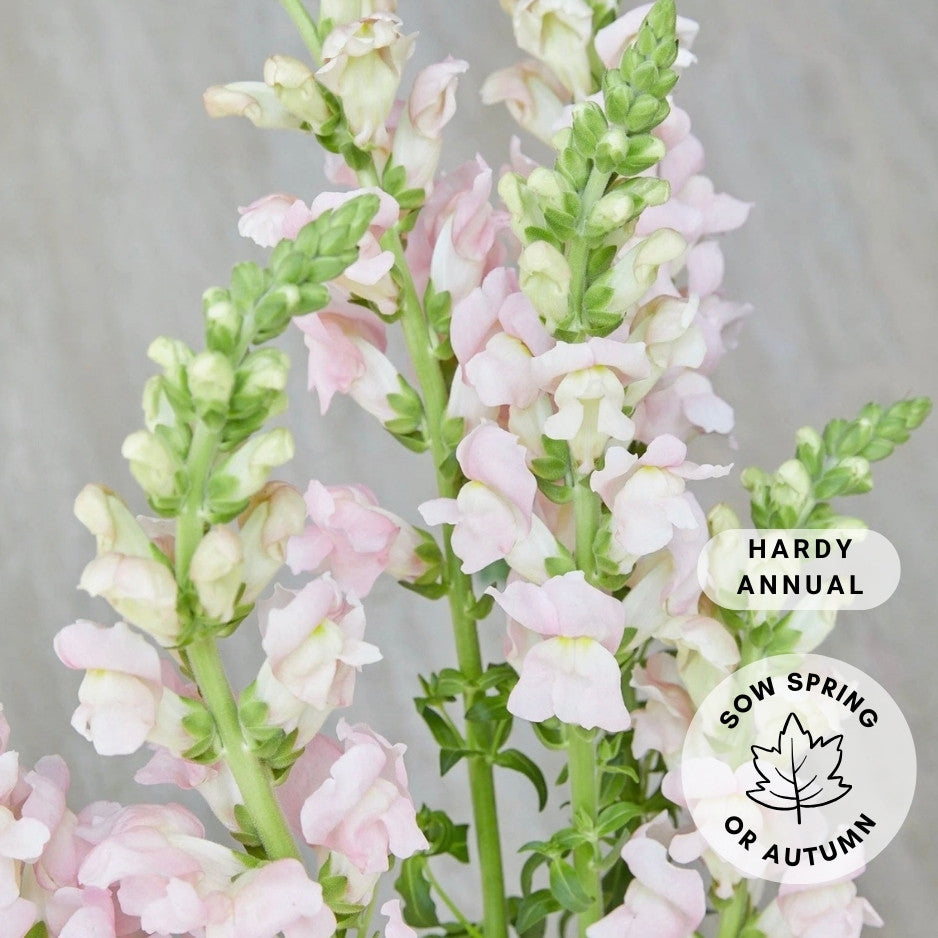 Snapdragon 'Costa Silver' – Susie Ripley Gardening
