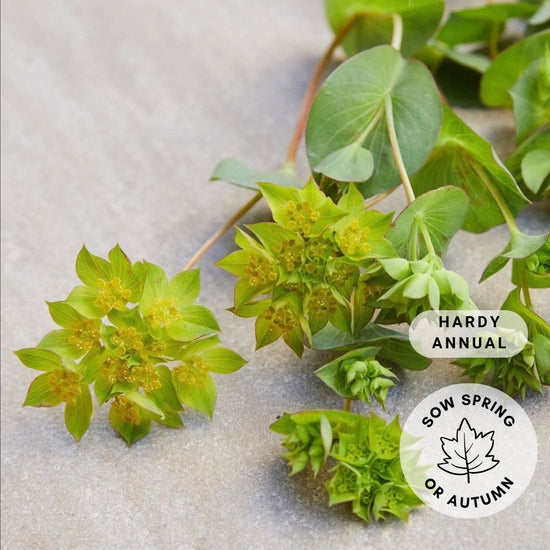 Bupleurum 'Green Gold' – Susie Ripley Gardening
