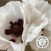 Poppy 'Checkers' – Susie Ripley Gardening