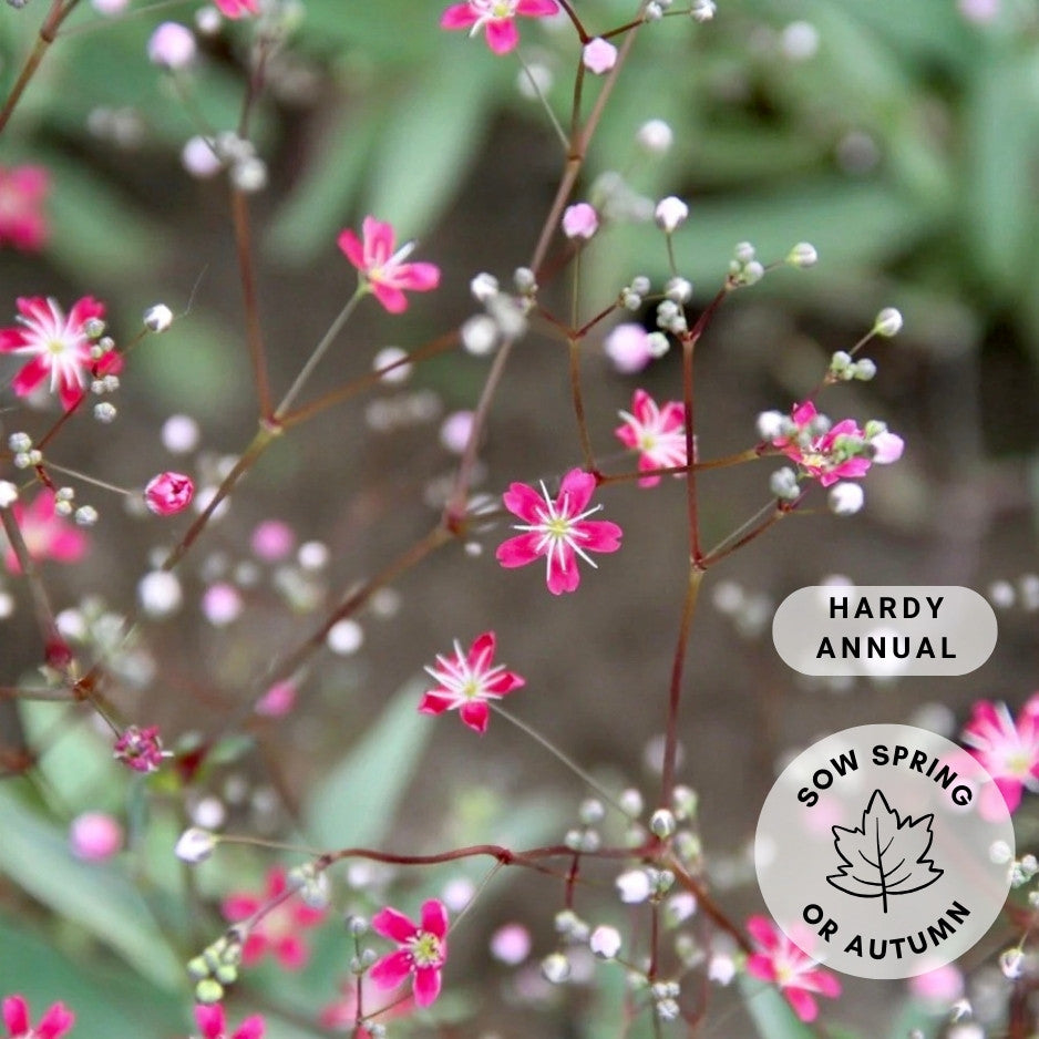 Gypsophila 'Kermesina' – Susie Ripley Gardening