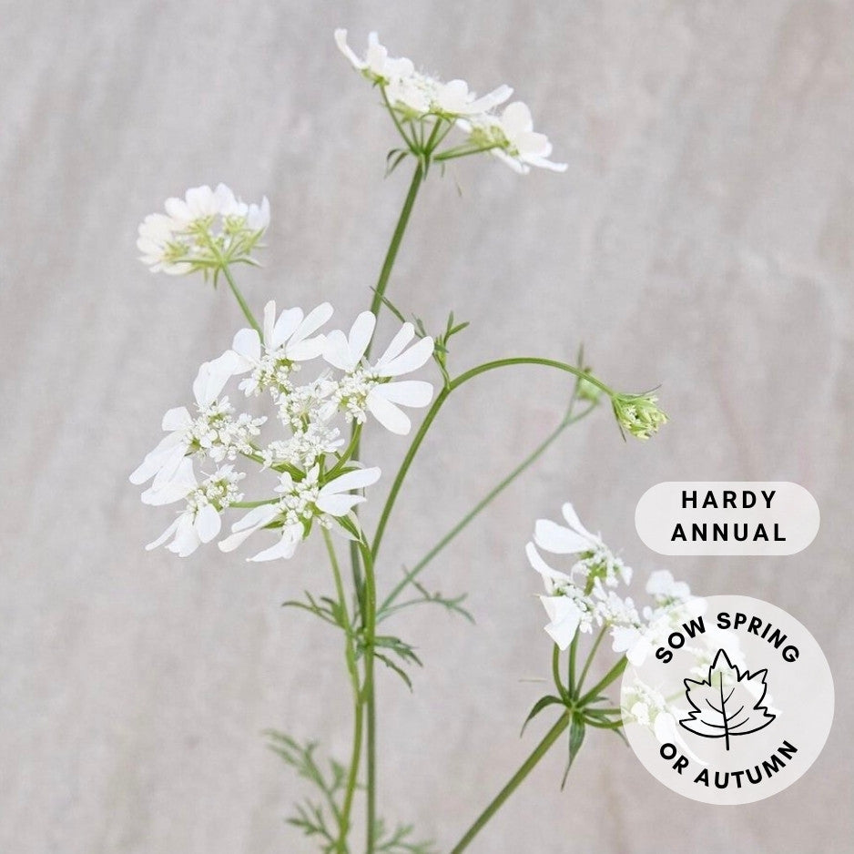 Orlaya 'White Finch Lace' – Susie Ripley Gardening