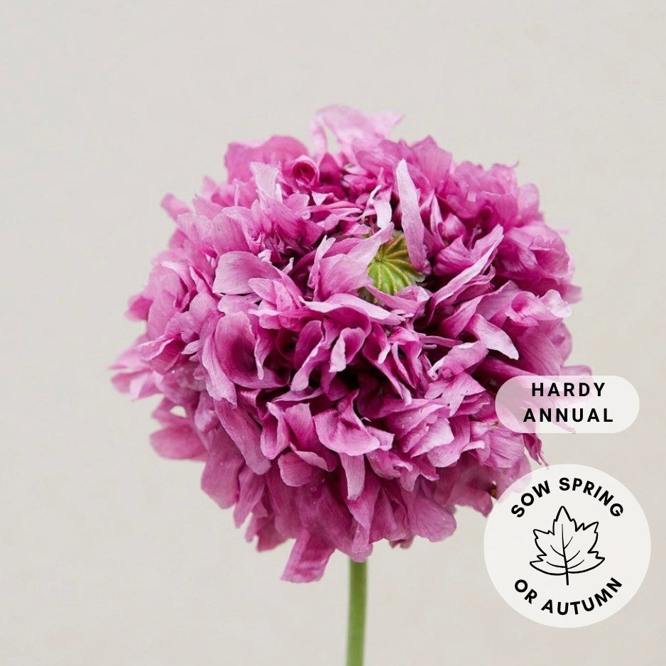 Poppy 'Purple Peony' – Susie Ripley Gardening