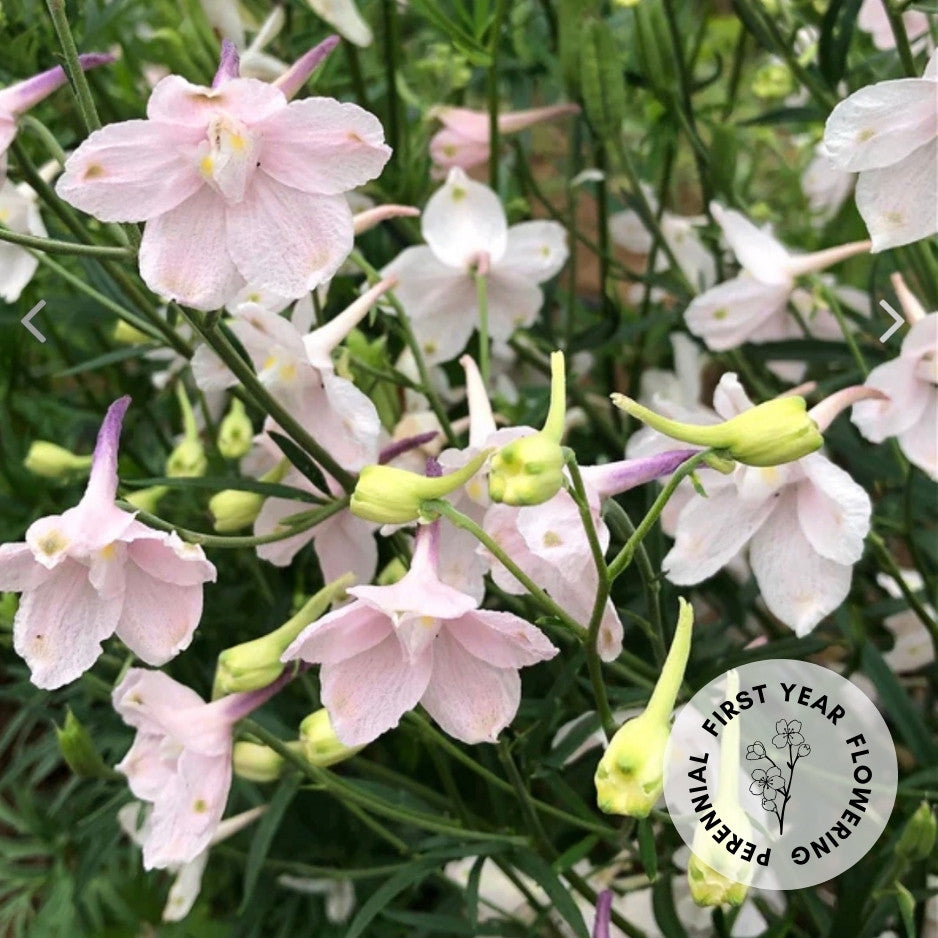 Delphinium 'Light Pink Butterfly' (dwarf) – Susie Ripley Gardening
