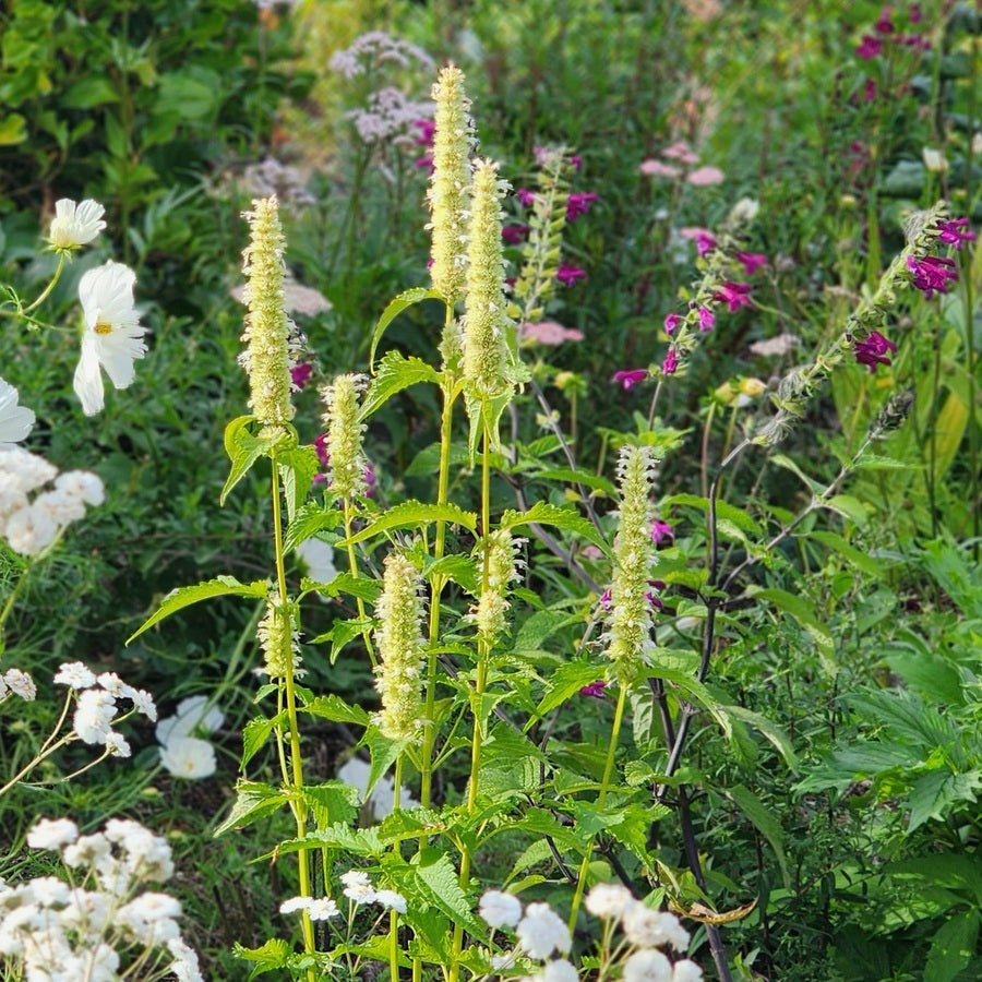 Susie Ripley Gardening