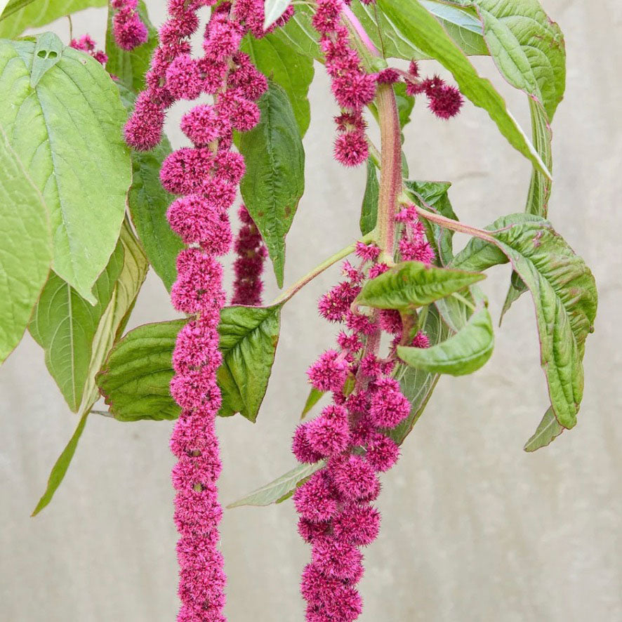 Amaranthus 'Love Lies Bleeding' – Susie Ripley Gardening