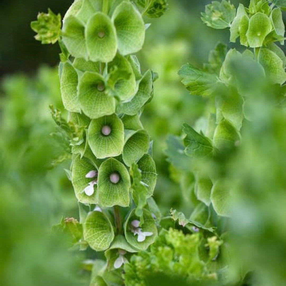 Bells of Ireland – Susie Ripley Gardening