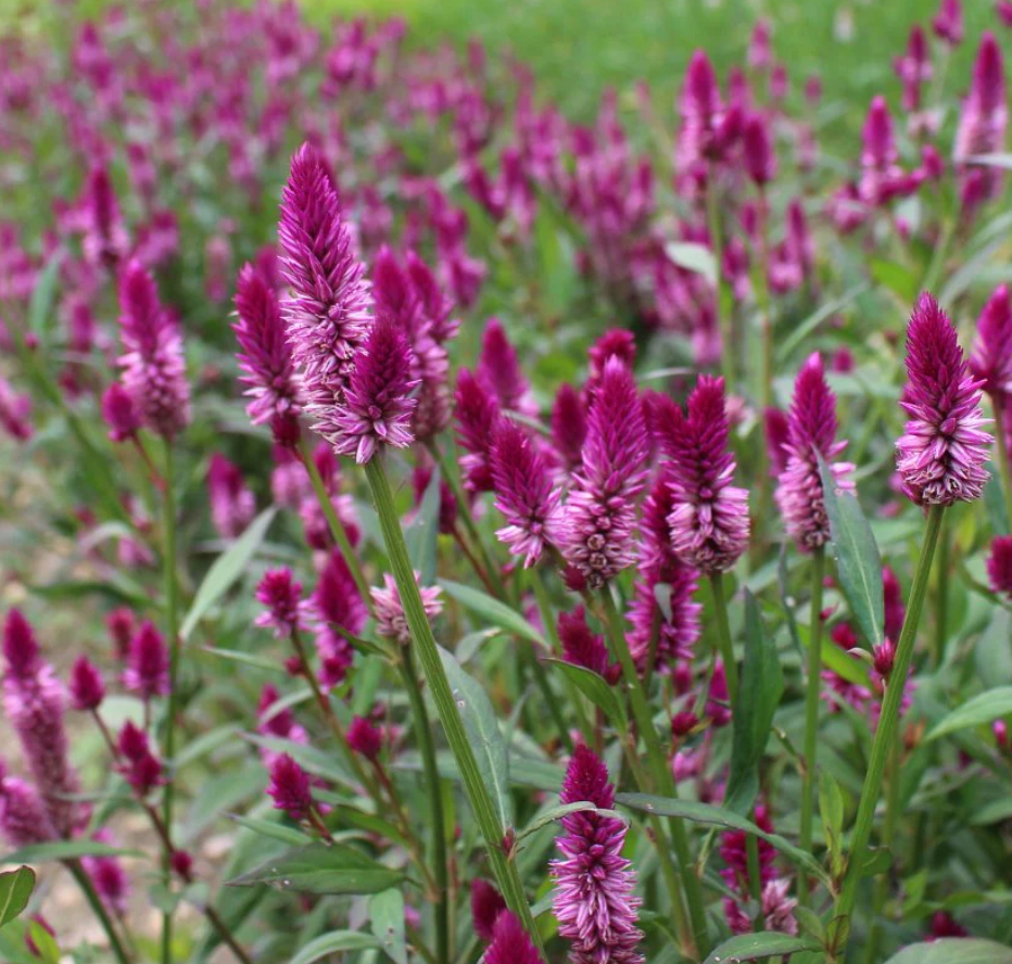 Celosia 'Ruby Parfait' – Susie Ripley Gardening