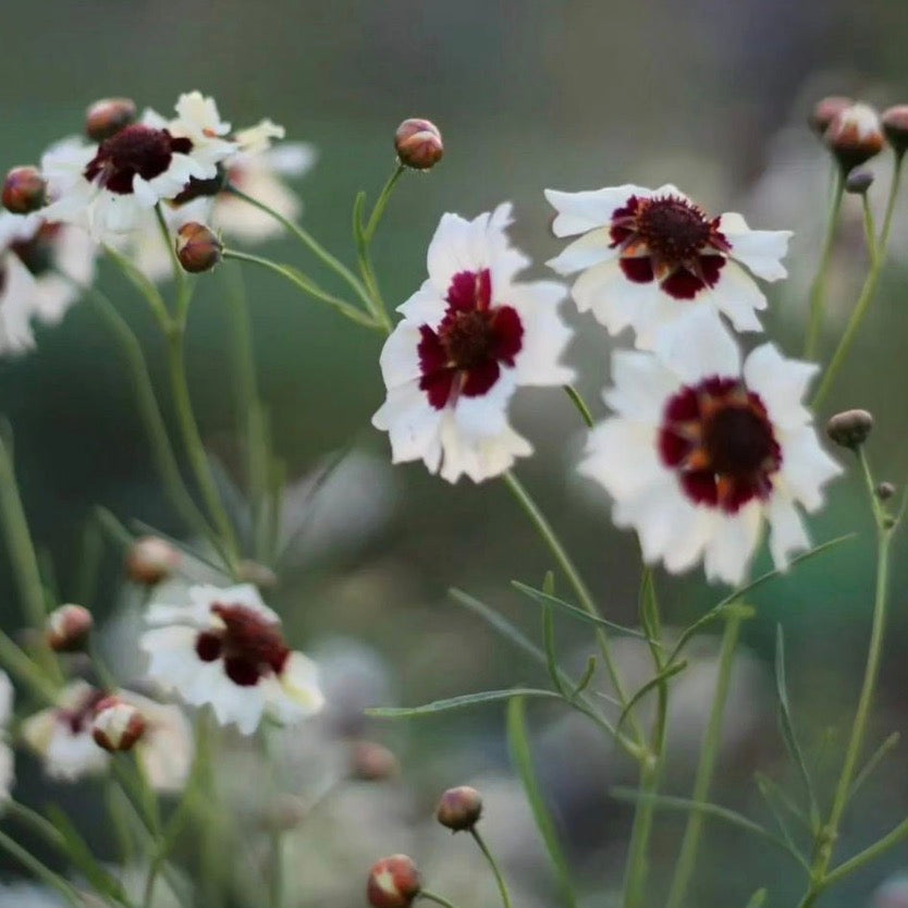 Coreopsis 'Incredible Swirl' – Susie Ripley Gardening