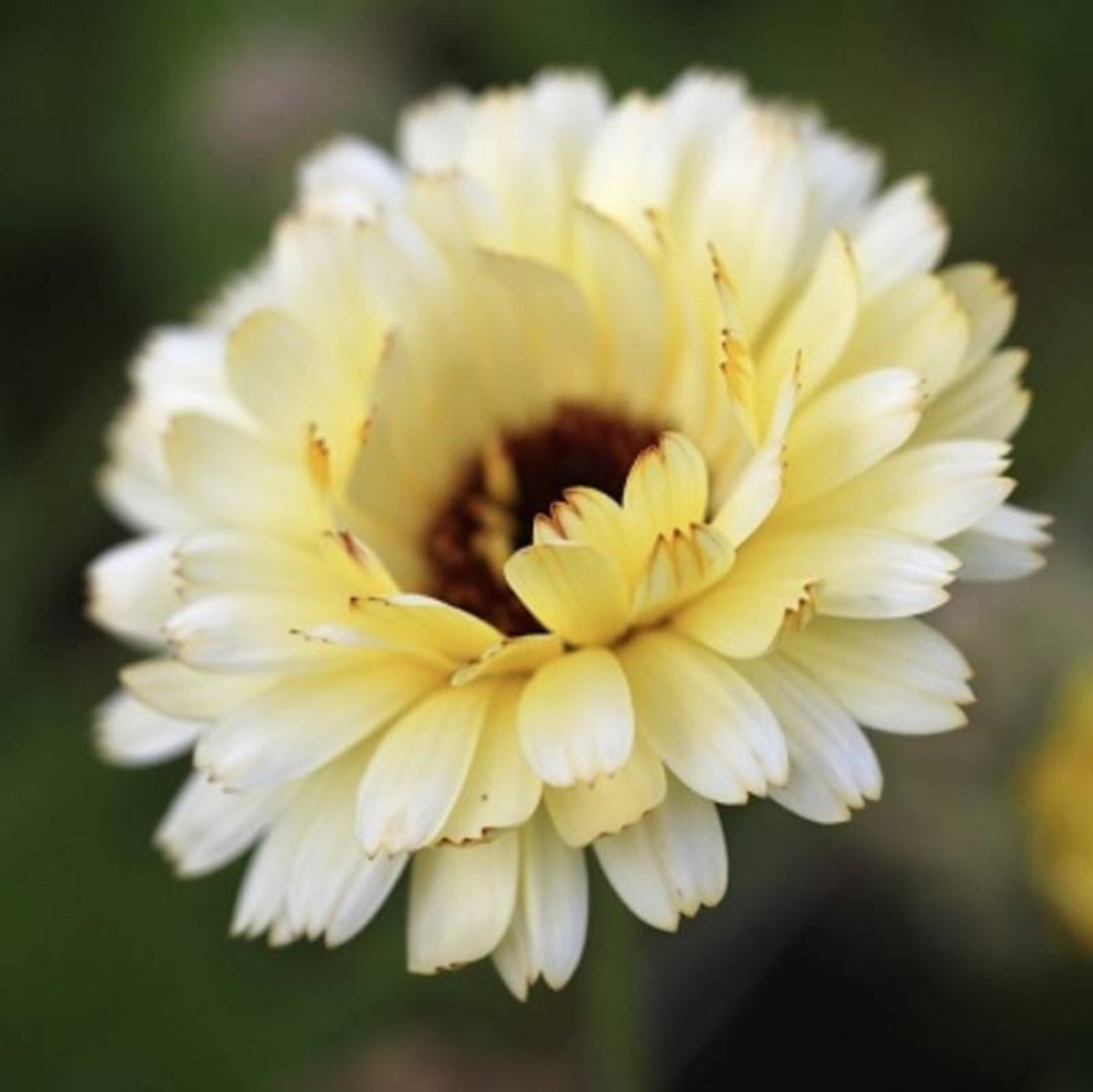 Calendula 'Ivory Princess' – Susie Ripley Gardening