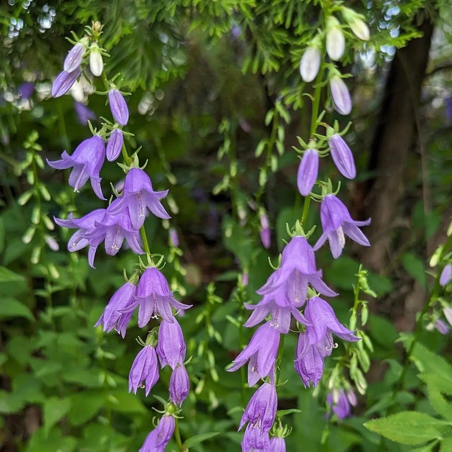 Plantfiles Pictures Campanula Creeping Bellflower Bellflower Superba