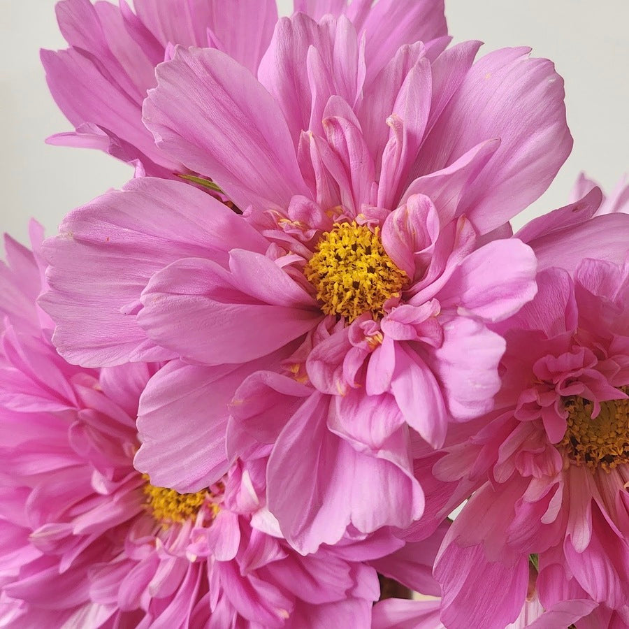 Cosmos 'Double Click Rose Bon Bon' – Susie Ripley Gardening