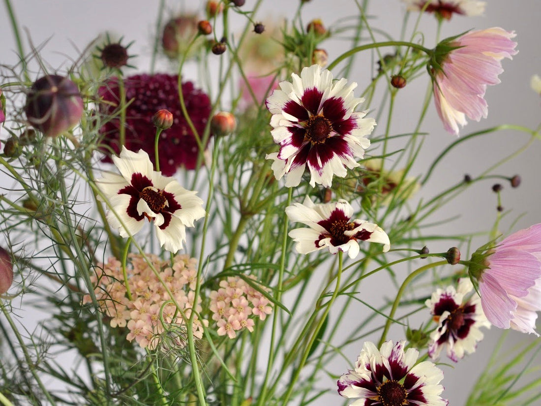 Susie Ripley Gardening - Flower Seed Supplier NZ