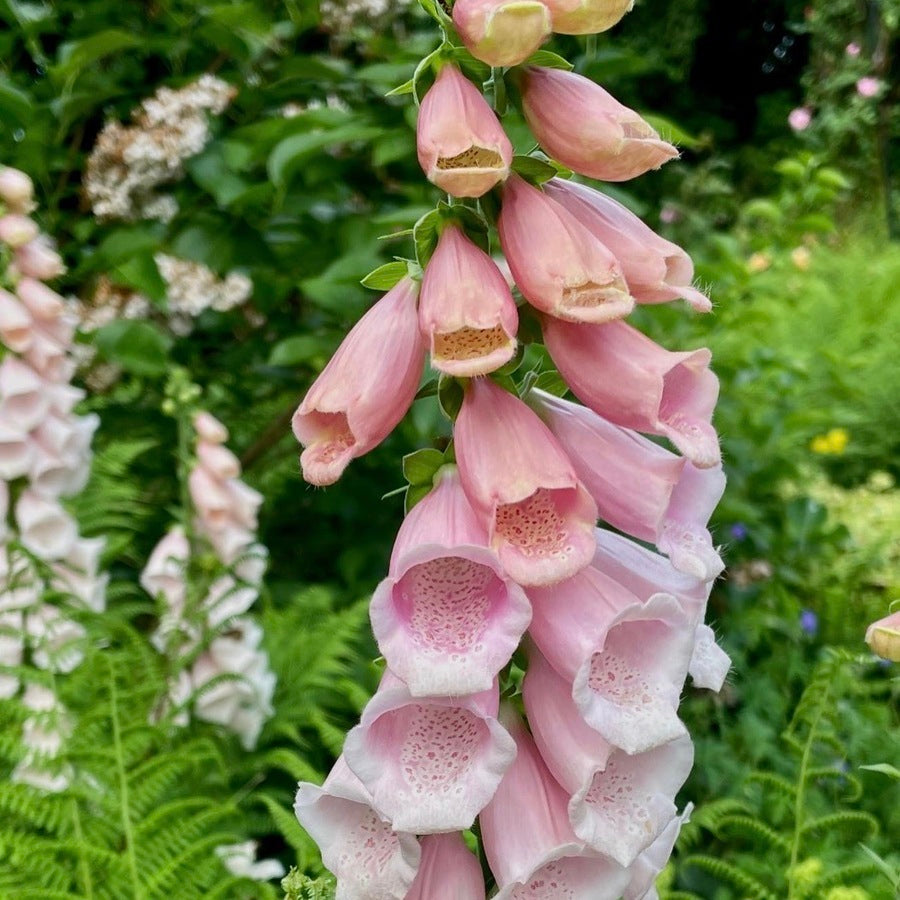Susie Ripley Gardening - Flower Seed Supplier NZ