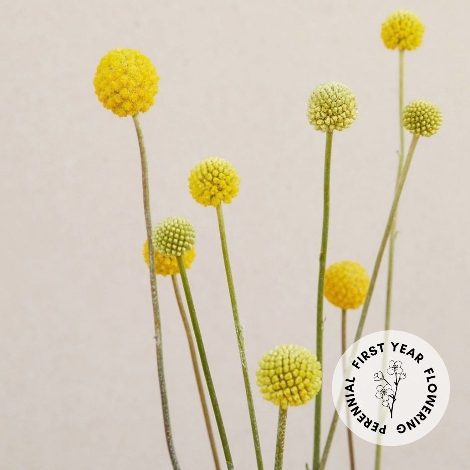 PERENNIAL FLOWER SEEDS – Susie Ripley Gardening