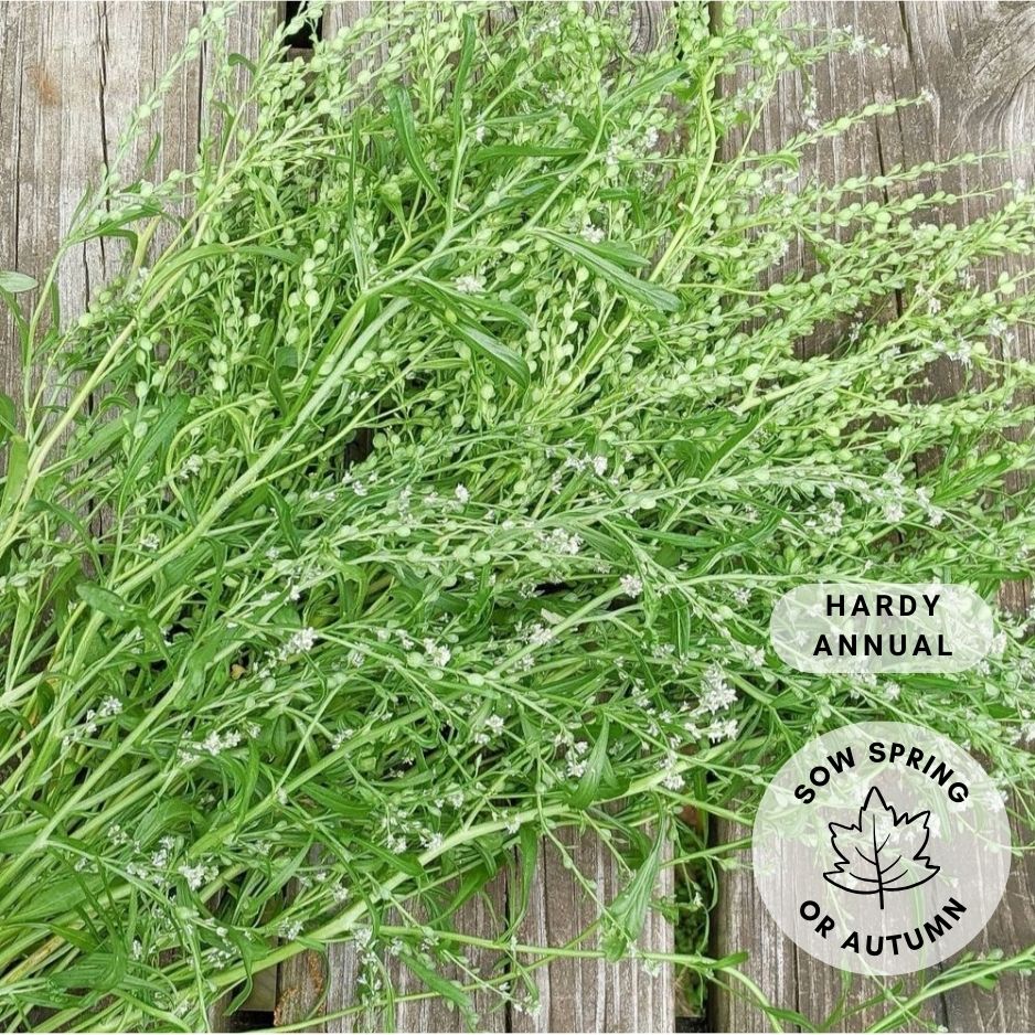 Persian Cress 'Organic Cress Seed' – Susie Ripley Gardening
