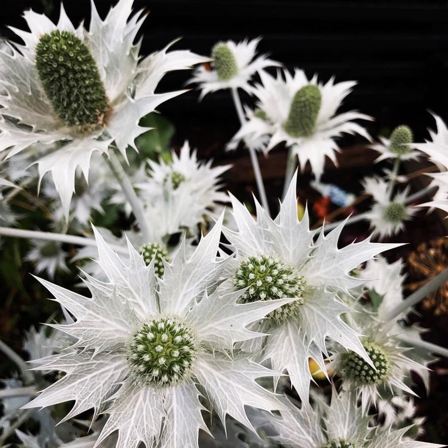 Eryngium 'Miss Willmott's Ghost' – Susie Ripley Gardening