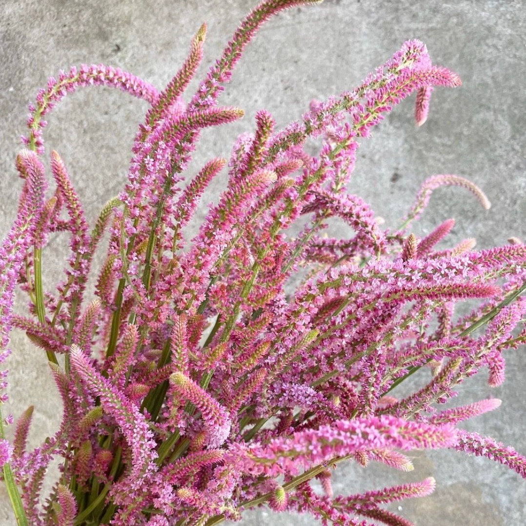 Statice 'Pink Pokers' – Susie Ripley Gardening