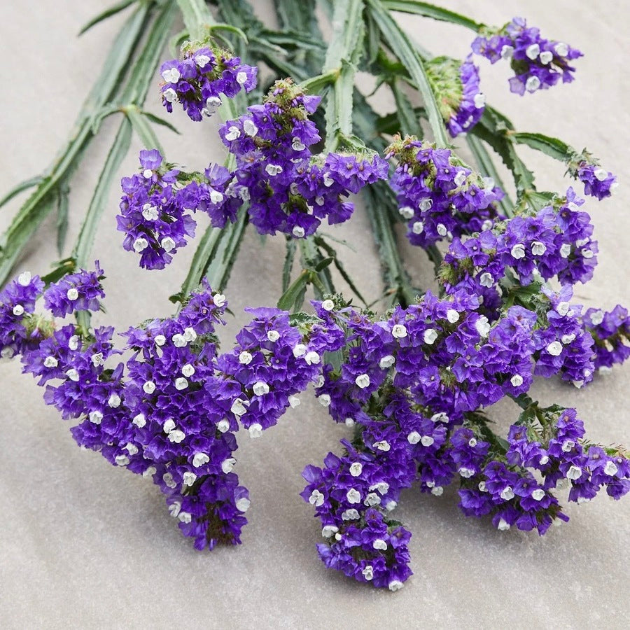 Statice Flower 836 Statice Flower Stock Photos, High Res Pictures, And