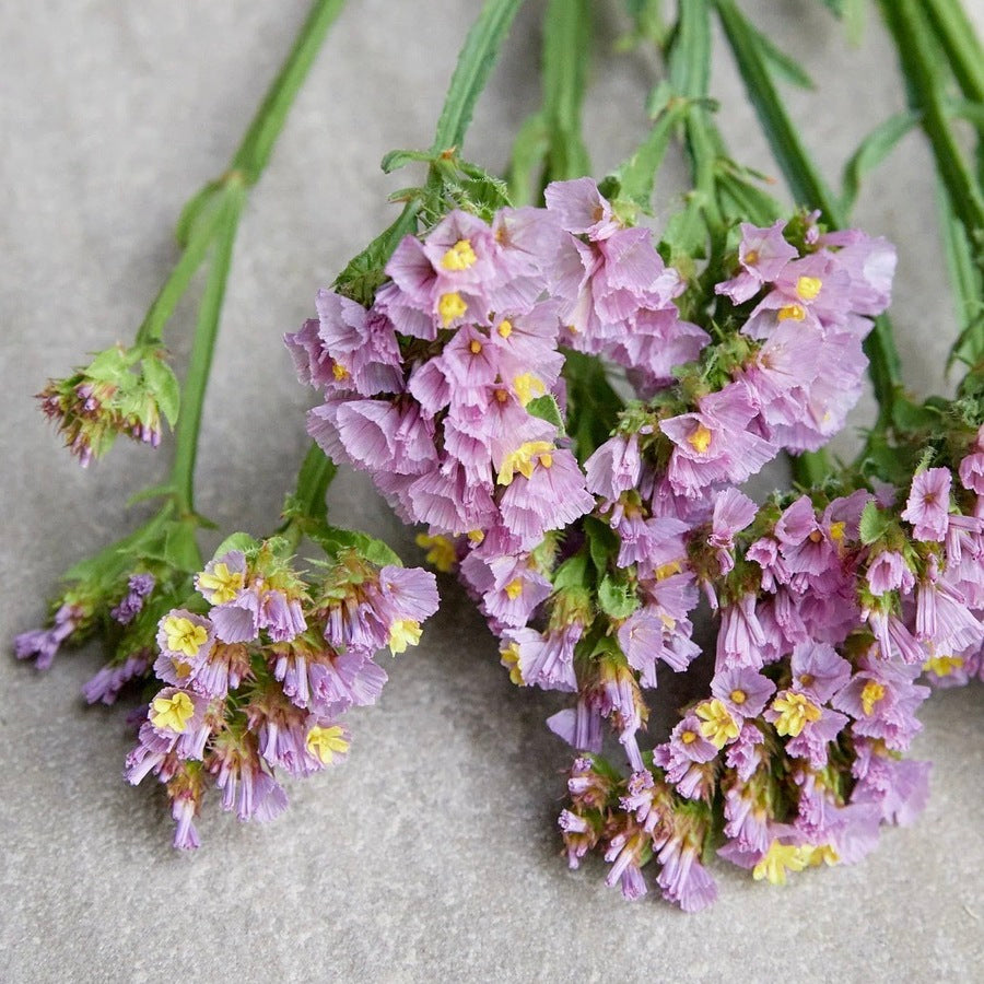Statice ‘Rose Lavender' – Susie Ripley Gardening