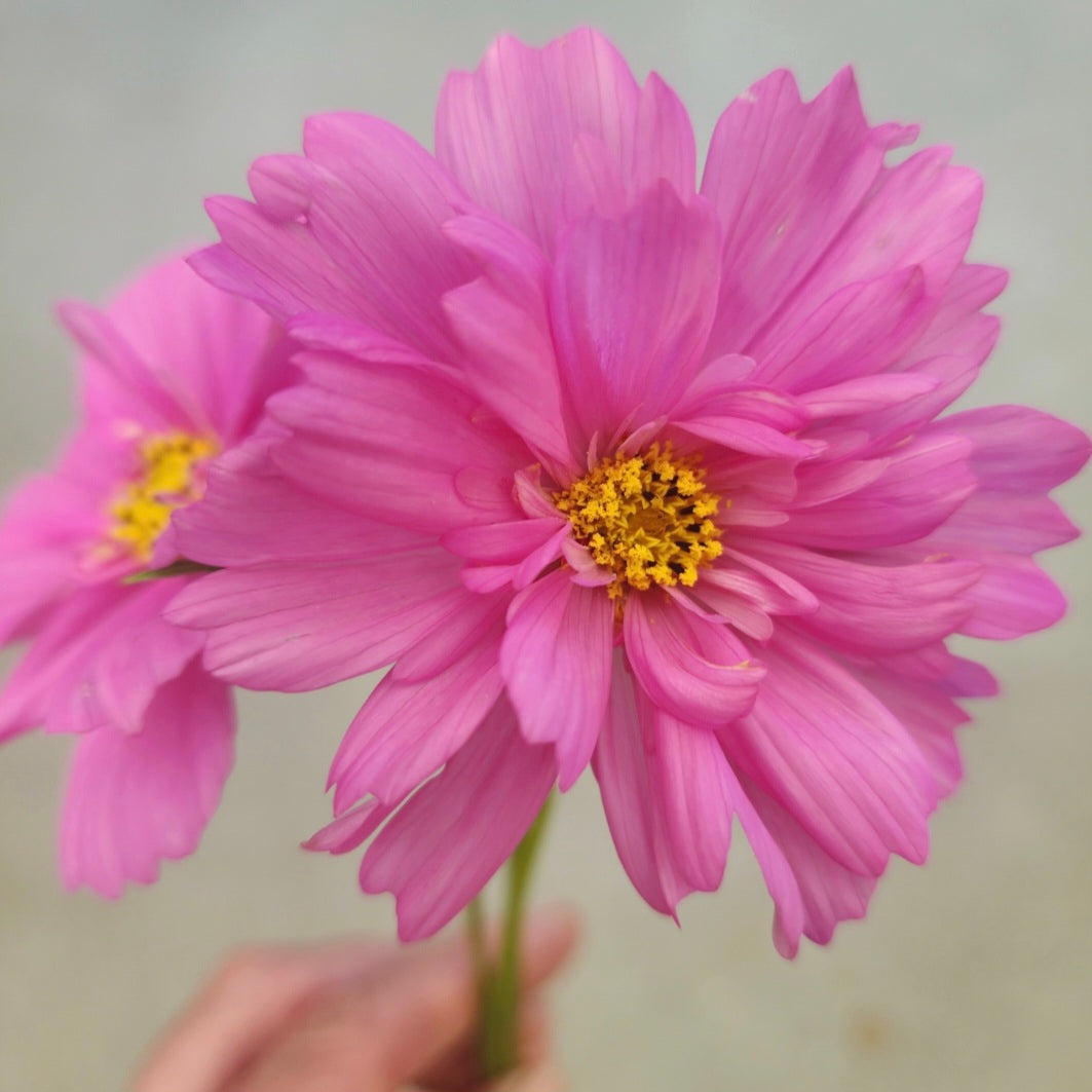 Cosmos 'Double Click Rose Bon Bon' – Susie Ripley Gardening