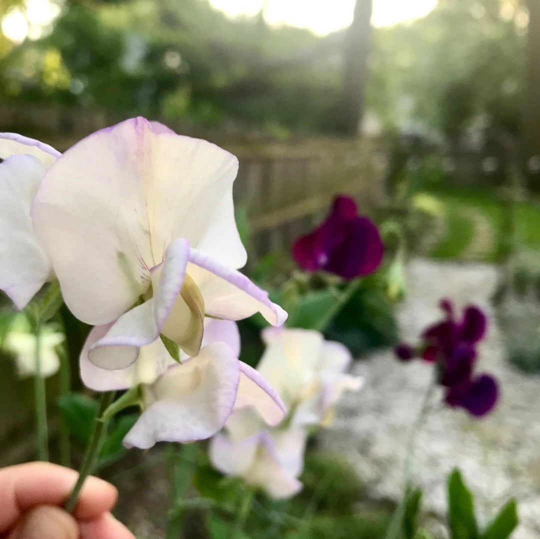 Sweet Pea ‘Old Times’ – Susie Ripley Gardening